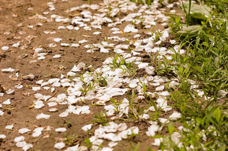 Flower flakes on ground stock image. Image of flakes - 221016519
