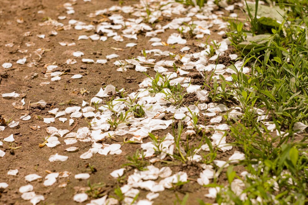 Flower flakes on ground stock image. Image of flakes - 221016519