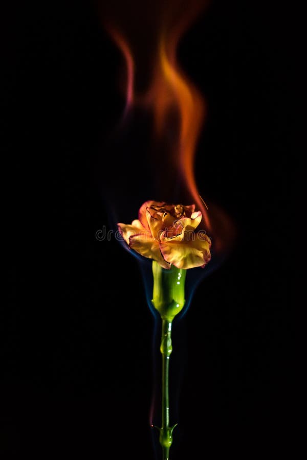 Flower in Flame stock photo. Image of dark, flaming, black - 52442708
