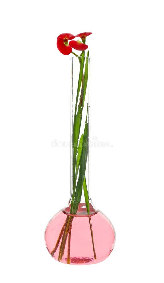 Flower in Flask, Isolated on White Stock Photo - Image of object, glass ...