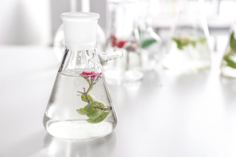 Flower in flask on table stock image. Image of botany - 150058079