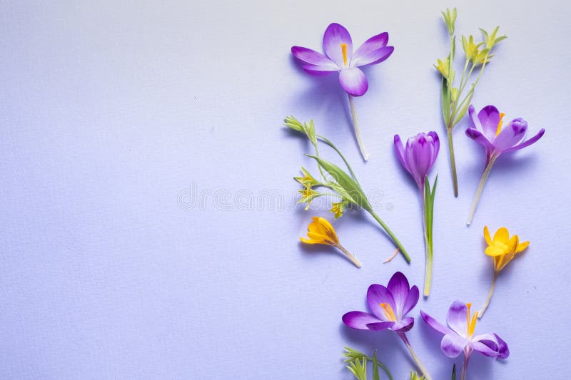 Flat Lay from Spring Flowers on a Light Blue Background. View from ...