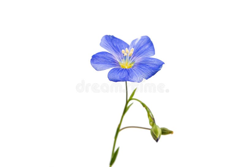 Flower of flax stock image. Image of leaves, herbal, healthy - 60679457
