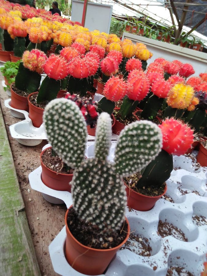 Cactus coloured stock image. Image of flowerpot, caryophyllales - 99051299