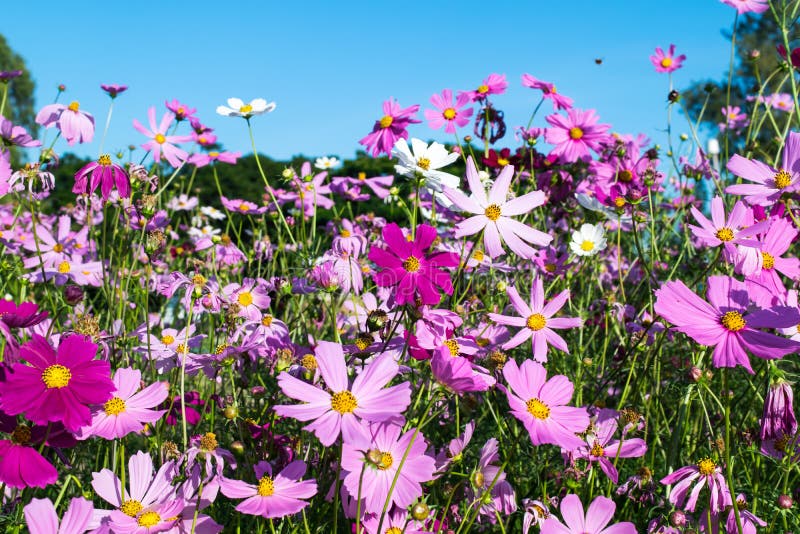 Flower flied stock photo. Image of season, fire, landscape - 63112112