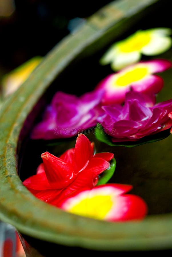 Red Flower Floating in Water with Water Drops on Its Patels Isolsted in ...
