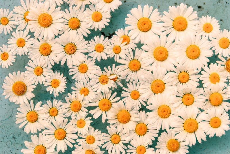 Flower floating in water stock photo. Image of ripples - 65499946