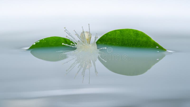 Flower Floating on Water with Reflection Stock Photo - Image of closeup ...