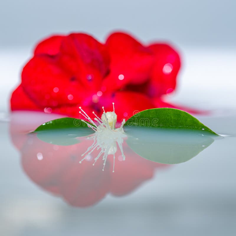 Flower Floating on Water with Reflection Stock Photo - Image of ...