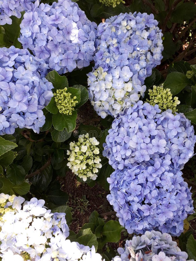 Flower flor Blue stock image. Image of greenery, flower - 164151683