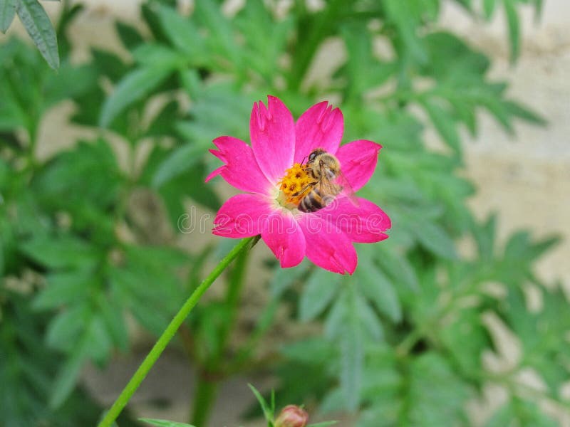 Flower, Flora, Garden Cosmos, Nectar Picture. Image: 113241713
