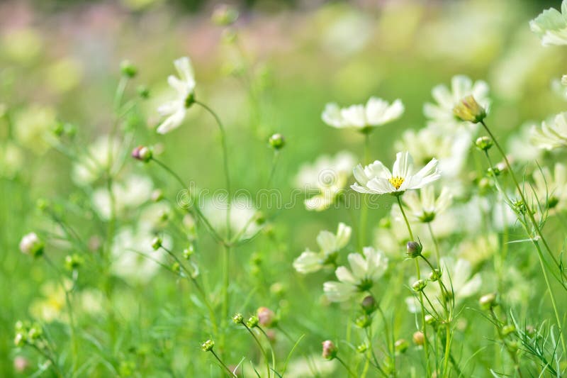 Flower, Flora, Grass, Meadow Picture. Image: 112678608