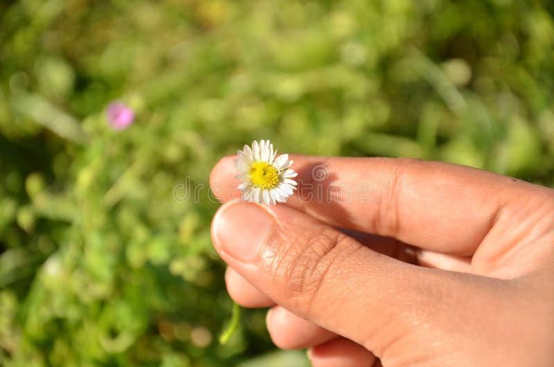 Flower, Flora, Hand, Finger Picture. Image: 118940652