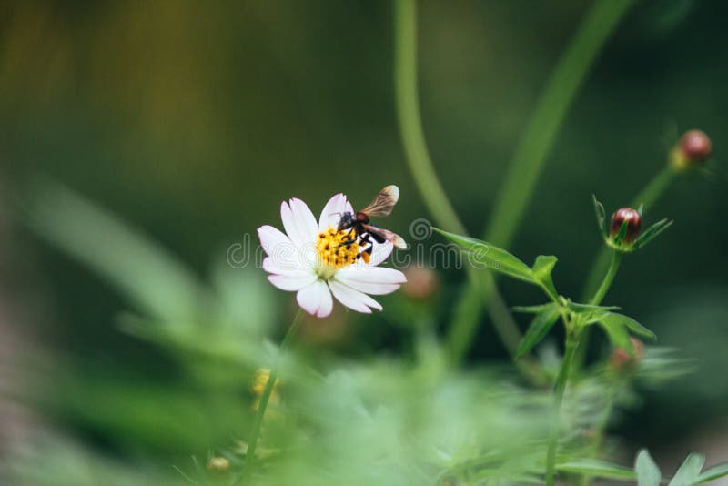 Flower, Flora, Insect, Nectar Picture. Image: 133773511
