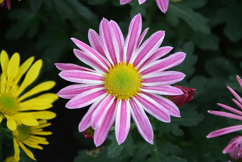 Flower, Flora, Marguerite Daisy, Plant Picture. Image: 111110008