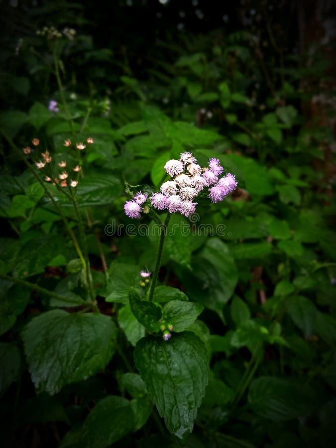 Flower flora pink stock photo. Image of pink, woodland - 261866502