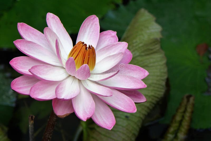 Flower, Pink, Flora, Plant Picture. Image: 112678491