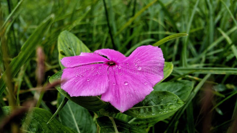 Flower, Flora, Pink, Plant stock photo. Image of pink - 112120796