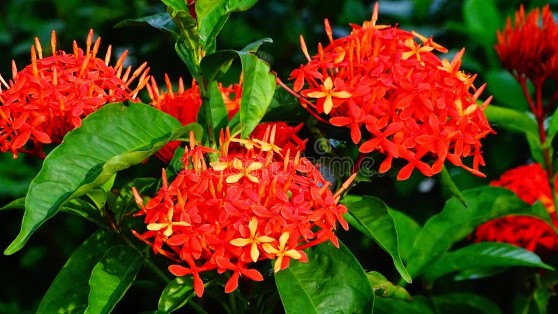 Flower, Flora, Plant, Annual Plant Picture. Image: 135689790