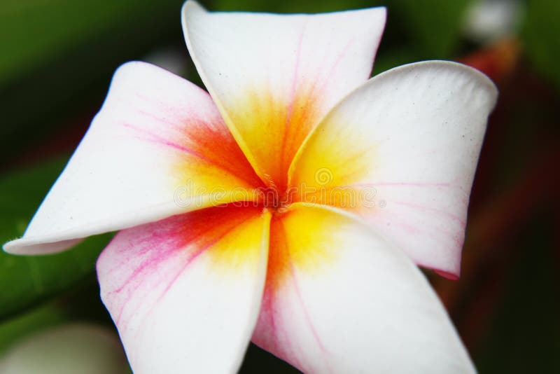 Flower, Flora, Plant, Close Up Stock Photo - Image of lily, petal ...
