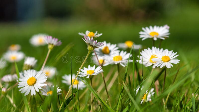 Flower, Flora, Plant, Daisy Family Stock Image - Image of daisy ...