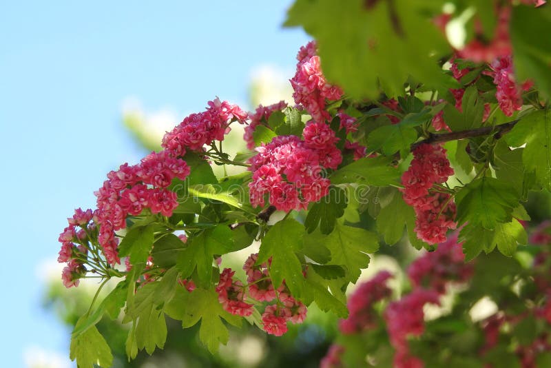 Flower, Flora, Plant, Leaf stock image. Image of viburnum - 118241991