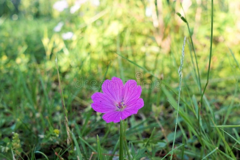 Flower, Flora, Plant, Meadow Stock Image - Image of geraniales, meadow ...