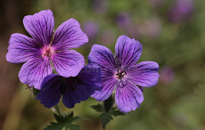 Flower, Flora, Plant, Purple Stock Image - Image of flora, purple ...