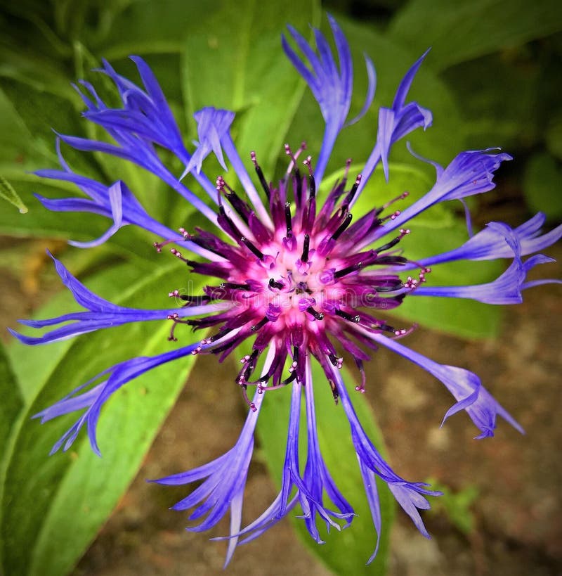 Flower, Flora, Plant, Purple Stock Photo - Image of plant, petal: 101012780