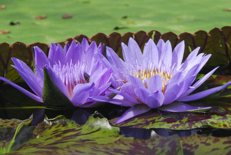 Flower, Flora, Plant, Purple Picture. Image: 113660295