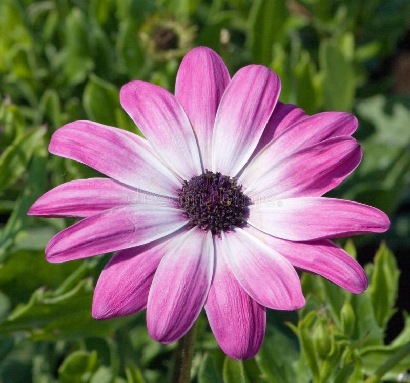 Flower, Flora, Plant, Purple Stock Photo - Image of daisy, petal: 95623322