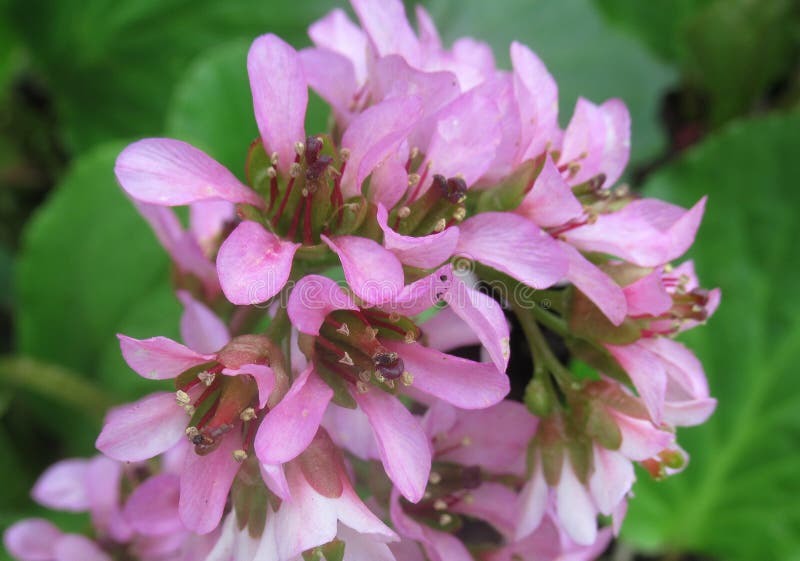 Flower, Flora, Plant, Subshrub Stock Photo - Image of flora, plant ...