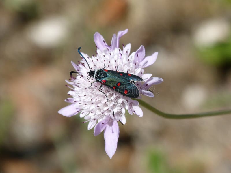 Flower, Flora, Purple, Insect Picture. Image: 135982023