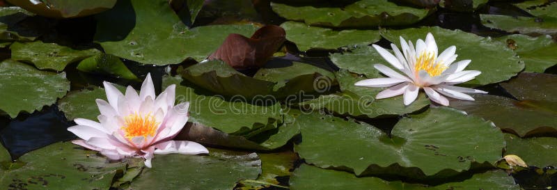 Flower, Flora, Water, Plant Stock Photo - Image of flora, pond: 100244534