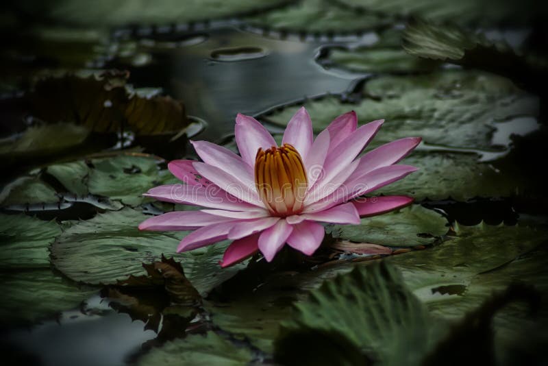 Flower, Flora, Water, Plant Stock Photo - Image of lotus, proteales ...