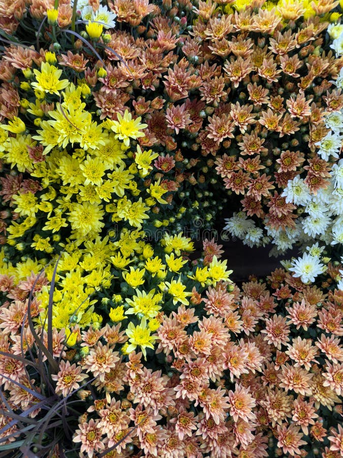 Flower Floral Arrangement Shot from Above Stock Image - Image of flora ...