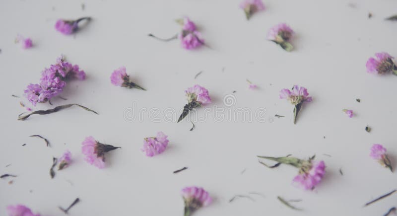 Flower Floral Petal Design Spread Concept Stock Photo - Image of nature ...