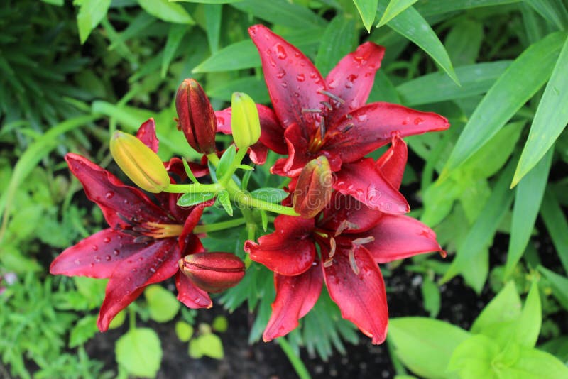 Flower stock photo. Image of herb, grass, omega, flower - 110749770