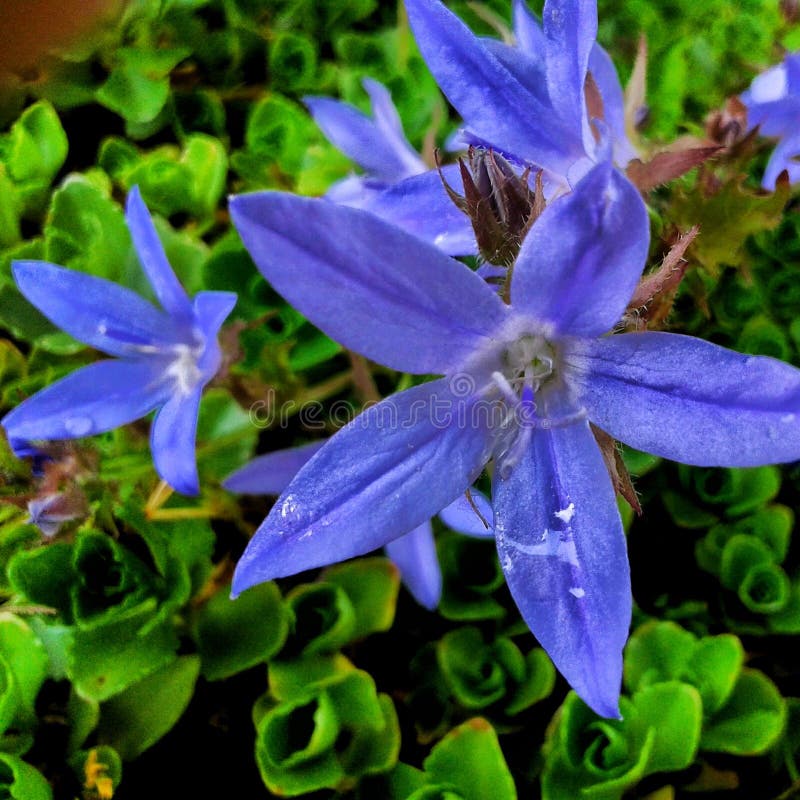 Flower stock image. Image of green, flow, purple, summer - 97913085