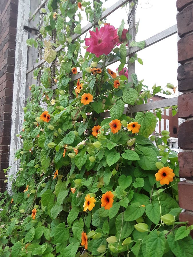 Flower flow wild stock image. Image of food, garden - 196596853