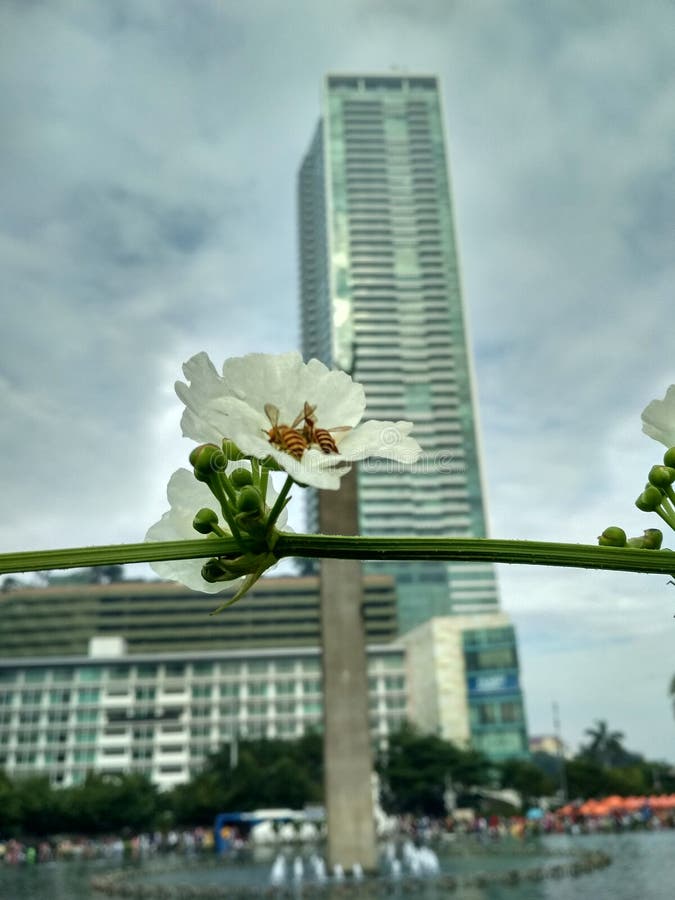 Flower stock image. Image of city, flower, beautiful - 112720221