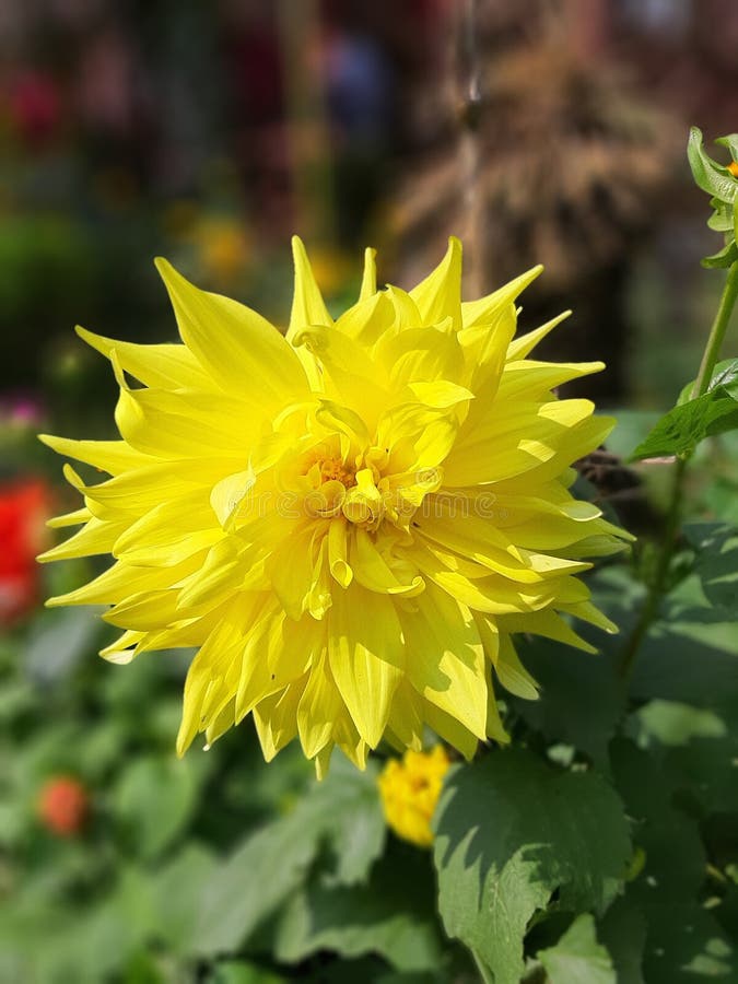 Flower stock image. Image of flower, plants, beauty - 173151171