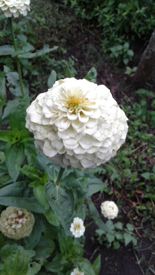 Flower stock image. Image of organic, garden, nature - 101540771