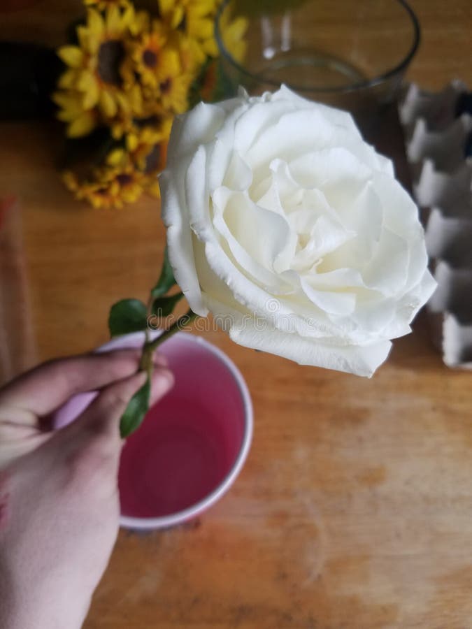 Flower stock photo. Image of flower, rose, table, white - 164434616