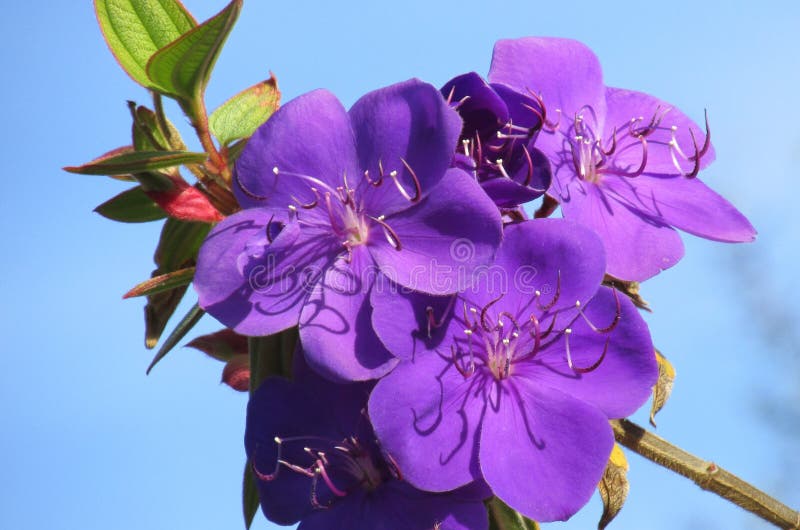 Flower, Flowering Plant, Plant, Flora Picture. Image: 100242822