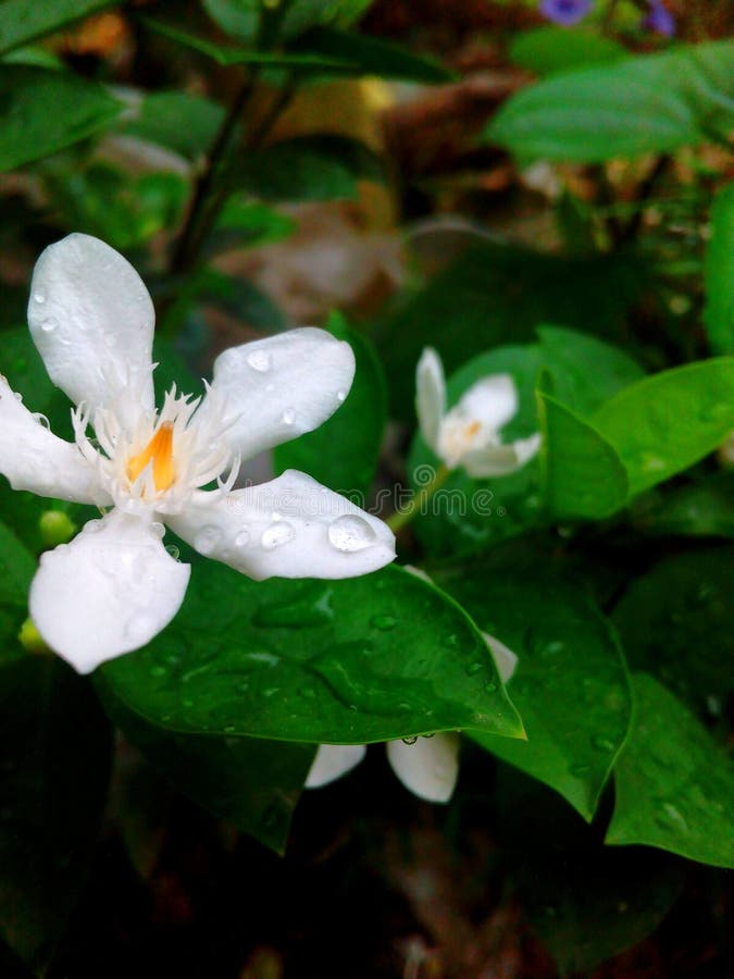 Bhutan Mollika Stock Photos - Free & Royalty-Free Stock Photos from ...