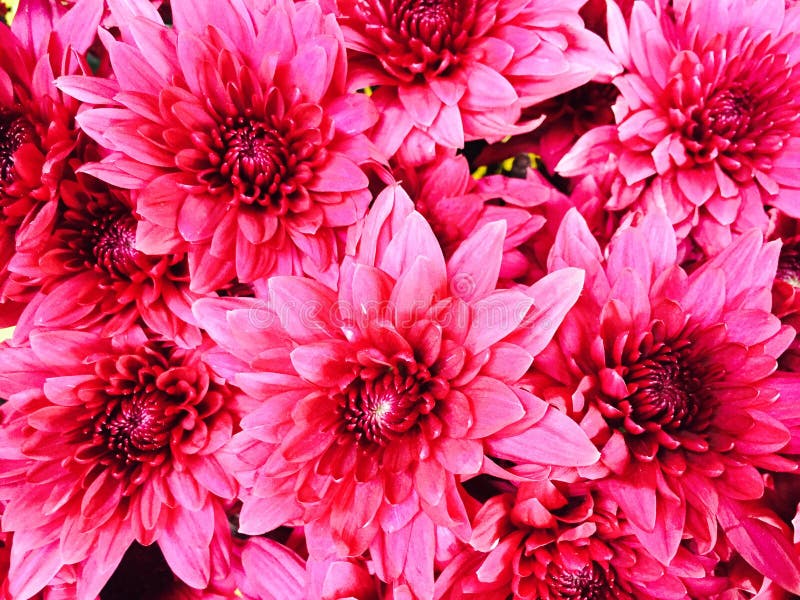 Flower stock photo. Image of occasions, flowers, symbolizes - 97495398