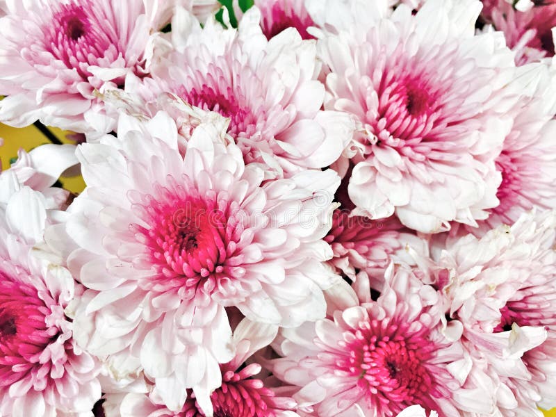 Flower stock photo. Image of spring, magnificence, chrysanths - 97496722