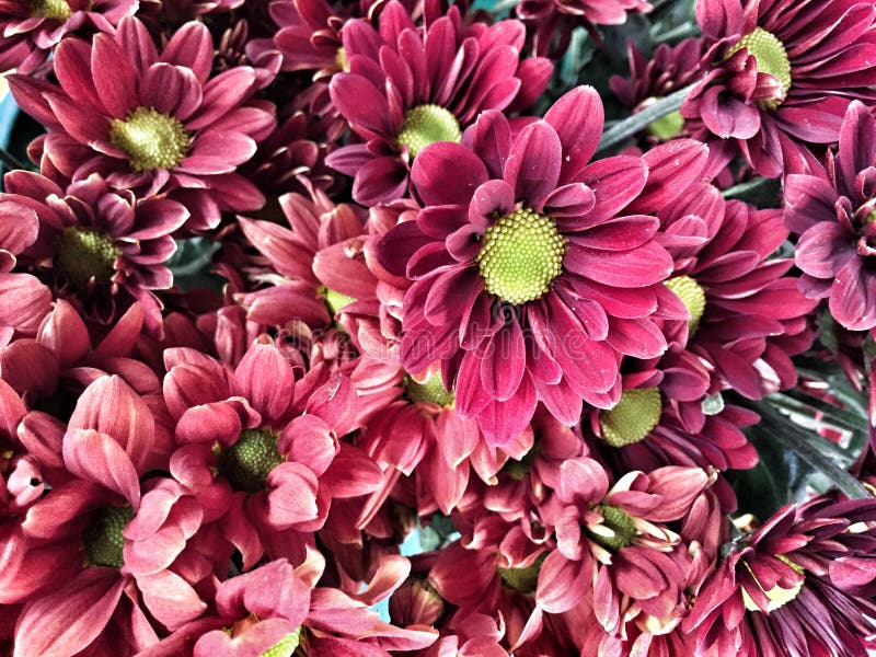 Flower stock photo. Image of occasions, magnificence - 97497434