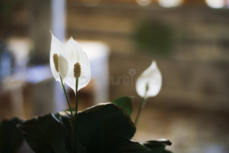 Flower stock photo. Image of beautiful, garden, morning - 93422332